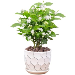 jasmine living seedling fragrant plant grown green tea perennial garden indoor bonsai plant no experience required easy to grow (no pot include)