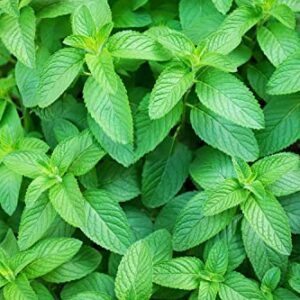 300+ Mint Seeds for Planting Heirloom Non-GMO Herb Variety for Culinary and Tea Drink