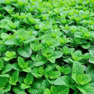 300+ Mint Seeds for Planting Heirloom Non-GMO Herb Variety for Culinary and Tea Drink