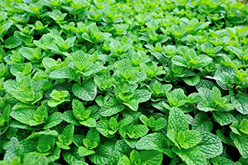 300+ Mint Seeds for Planting Heirloom Non-GMO Herb Variety for Culinary and Tea Drink