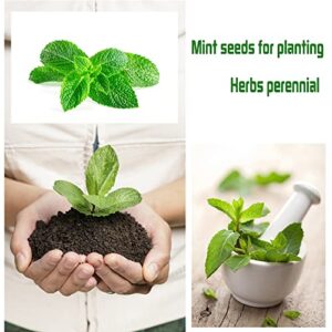 300+ Mint Seeds for Planting Heirloom Non-GMO Herb Variety for Culinary and Tea Drink