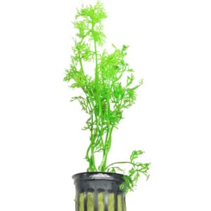 planterest - water sprite potted flower live aquarium plant tropical freshwater decorations buy2get1free