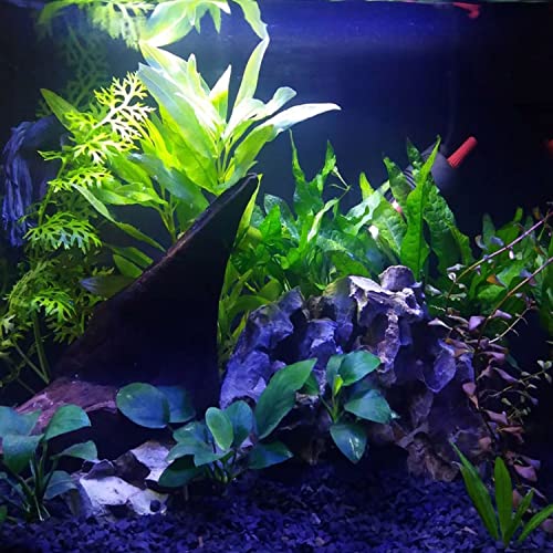 Planterest - Water Sprite Potted Flower Live Aquarium Plant Tropical Freshwater Decorations BUY2GET1FREE