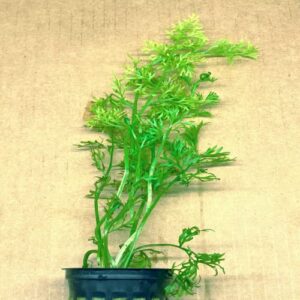 Planterest - Water Sprite Potted Flower Live Aquarium Plant Tropical Freshwater Decorations BUY2GET1FREE