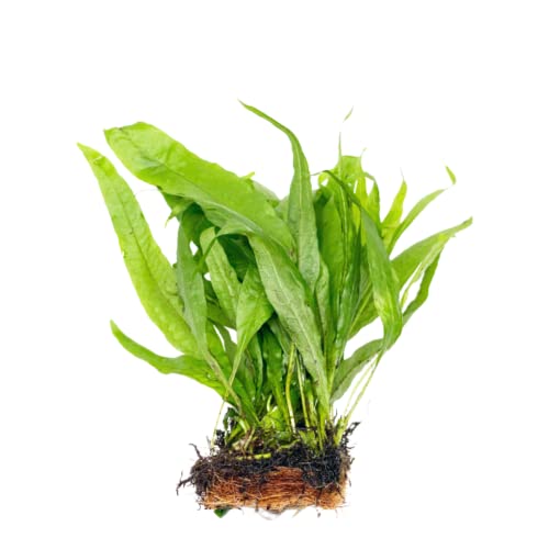 Planterest - Java Fern 1/2 Mat Medium Microsorium Pteropus US Grow Live Aquarium Plant Tropical Freshwater Decorations BUY2GET1FREE