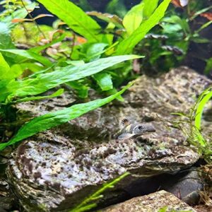 Planterest - Java Fern 1/2 Mat Medium Microsorium Pteropus US Grow Live Aquarium Plant Tropical Freshwater Decorations BUY2GET1FREE