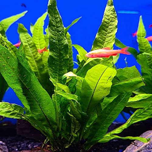 Planterest - Java Fern 1/2 Mat Medium Microsorium Pteropus US Grow Live Aquarium Plant Tropical Freshwater Decorations BUY2GET1FREE