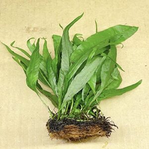 Planterest - Java Fern 1/2 Mat Medium Microsorium Pteropus US Grow Live Aquarium Plant Tropical Freshwater Decorations BUY2GET1FREE