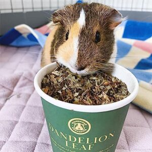 GuineaDad Organic Guinea Pig Herbal Treats Guinea Pig Food with Convenient Packaging - Dandelion Leaf Flavor - 2.5-oz Guinea Pig Treats Help with Bonding High in Nutrition, Good for Digestion - Large