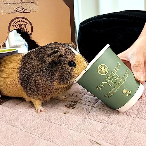 GuineaDad Organic Guinea Pig Herbal Treats Guinea Pig Food with Convenient Packaging - Dandelion Leaf Flavor - 2.5-oz Guinea Pig Treats Help with Bonding High in Nutrition, Good for Digestion - Large