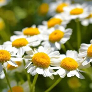 Gaea's Blessing Seeds - Feverfew Seeds - Non-GMO Seeds with Easy to Follow Planting Instructions - Open-Pollinated High Yield Heirloom 91% Germination Rate