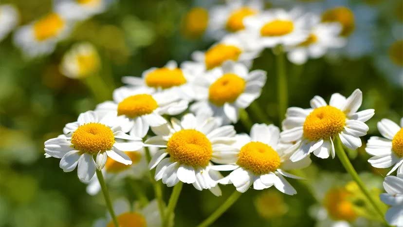 Gaea's Blessing Seeds - Feverfew Seeds - Non-GMO Seeds with Easy to Follow Planting Instructions - Open-Pollinated High Yield Heirloom 91% Germination Rate