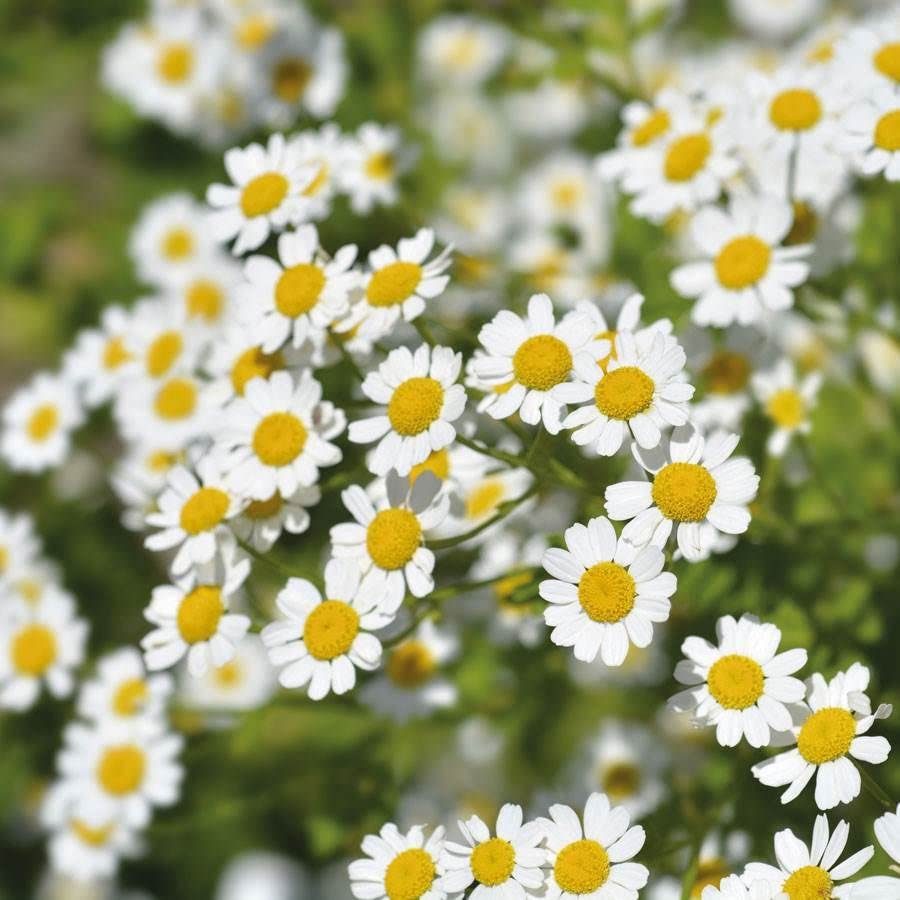 Gaea's Blessing Seeds - Feverfew Seeds - Non-GMO Seeds with Easy to Follow Planting Instructions - Open-Pollinated High Yield Heirloom 91% Germination Rate