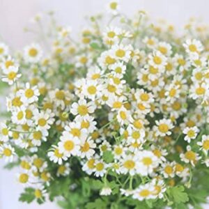 Gaea's Blessing Seeds - Feverfew Seeds - Non-GMO Seeds with Easy to Follow Planting Instructions - Open-Pollinated High Yield Heirloom 91% Germination Rate