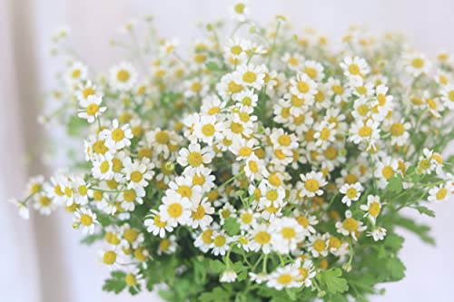 Gaea's Blessing Seeds - Feverfew Seeds - Non-GMO Seeds with Easy to Follow Planting Instructions - Open-Pollinated High Yield Heirloom 91% Germination Rate