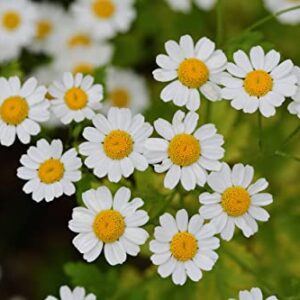 Gaea's Blessing Seeds - Feverfew Seeds - Non-GMO Seeds with Easy to Follow Planting Instructions - Open-Pollinated High Yield Heirloom 91% Germination Rate