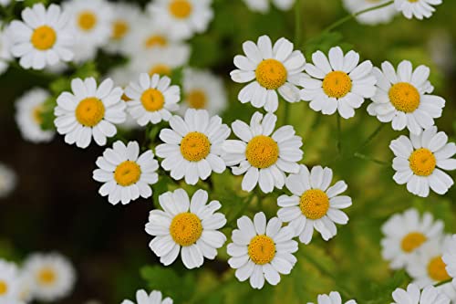 Gaea's Blessing Seeds - Feverfew Seeds - Non-GMO Seeds with Easy to Follow Planting Instructions - Open-Pollinated High Yield Heirloom 91% Germination Rate