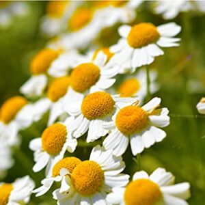 Gaea's Blessing Seeds - Feverfew Seeds - Non-GMO Seeds with Easy to Follow Planting Instructions - Open-Pollinated High Yield Heirloom 91% Germination Rate