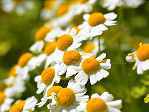 Gaea's Blessing Seeds - Feverfew Seeds - Non-GMO Seeds with Easy to Follow Planting Instructions - Open-Pollinated High Yield Heirloom 91% Germination Rate