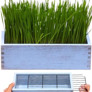 BENPIN Wooden Cat Grass Planter (no Seeds Included) with Potting Soil Disks, Anti Digging Grid and Removable Plastic Liner, Wheat Grass Growing Pot, Cat Grass Kit for Indoor Cats Pets (Amber Blue)