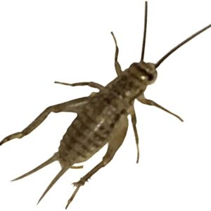 BuyFeederCrickets 250 Live Acheta Crickets (Small (1/4"))