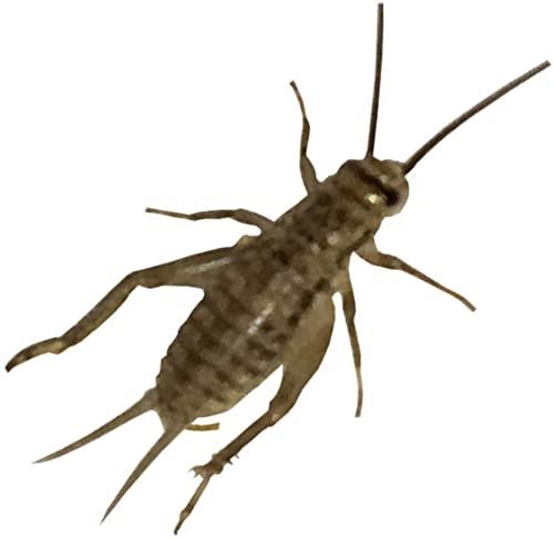 BuyFeederCrickets 250 Live Acheta Crickets (Small (1/4"))