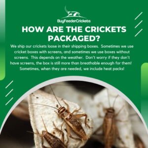 BuyFeederCrickets 250 Live Acheta Crickets (Small (1/4"))