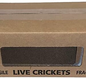 BuyFeederCrickets 100 Live Acheta Crickets (Small (1/4"))