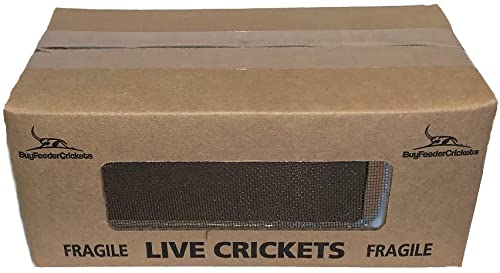 BuyFeederCrickets 100 Live Acheta Crickets (Small (1/4"))