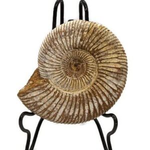 Ammonite Fossil with Stand. Genuine Ammonite from Madagascar.