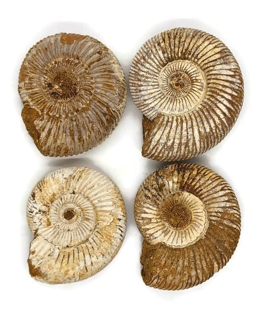 Ammonite Fossil with Stand. Genuine Ammonite from Madagascar.