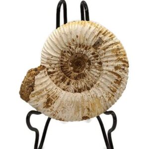 Ammonite Fossil with Stand. Genuine Ammonite from Madagascar.