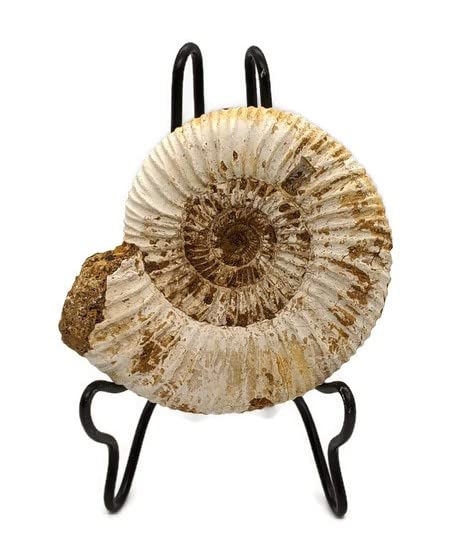 Ammonite Fossil with Stand. Genuine Ammonite from Madagascar.