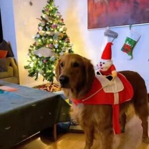 Santa Dog Costume Christmas, Puppy Clothes Santa Claus Riding Pet Outfit Winter Warm Vest Costumes, Pet Cosplay Costumes Party Dressing up Outfit for Small Medium Large Dogs and Cats (Medium)