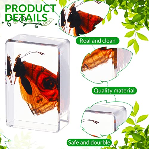 30 Pcs Insect in Resin Specimen Bugs Collection Paperweights Real Bugs in Resin Various Insect Specimen Bug Preserved in Resin Bugs Collection for Kids Scientific Educational Supplies Bugs Display