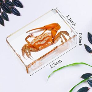 30 Pcs Insect in Resin Specimen Bugs Collection Paperweights Real Bugs in Resin Various Insect Specimen Bug Preserved in Resin Bugs Collection for Kids Scientific Educational Supplies Bugs Display