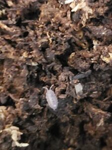 20 dwarf purple isopods - micropod- trichoniscidae-micropods, clean up crew, micropods, terrarium, vivarium