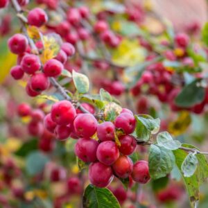 sargent crabapple plant live, crab apple tree dormant qt pot 10-16 inc tall to grow pots