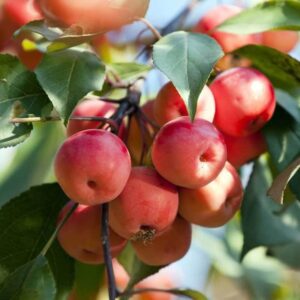 Dolgo Crabapple Tree Live Plant, Crabapple Plant Live Dormant 20 to 30 Inc Tall, No Ship to CA, HI to Grow Pots