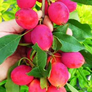 Dolgo Crabapple Tree Live Plant, Crabapple Plant Live Dormant 20 to 30 Inc Tall, No Ship to CA, HI to Grow Pots