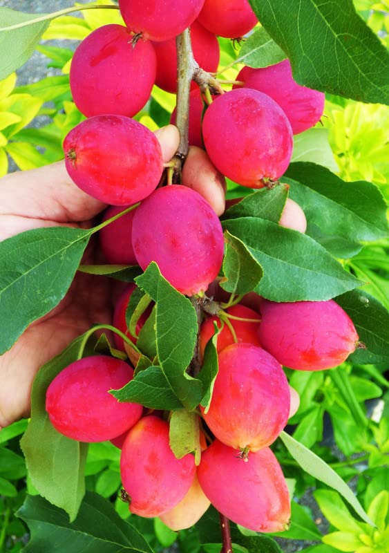 Dolgo Crabapple Tree Live Plant, Crabapple Plant Live Dormant 20 to 30 Inc Tall, No Ship to CA, HI to Grow Pots