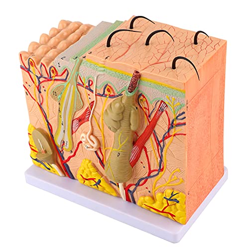 Skin Anatomy Model, 50X Three Dimensional Human Skin Magnified Model Anatomy Biology Teaching Aid Laboratory Supplies