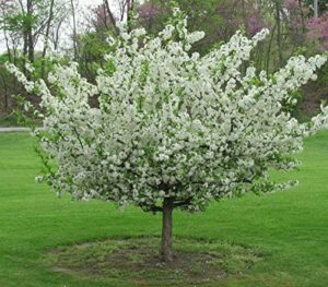 sargent crabapple tree/shrub - live plant - 12-18" tall - quart pot - malus sargentii