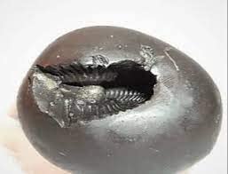 Shaligram Laxmi Narayan Saligram Vasudev Shaligram Pooja Item Diwali Item Dhanteras Vishnu Shaligram from Gandaki River Nepal (Black)