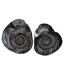 Shaligram Laxmi Narayan Saligram Vasudev Shaligram Pooja Item Diwali Item Dhanteras Vishnu Shaligram from Gandaki River Nepal (Black)