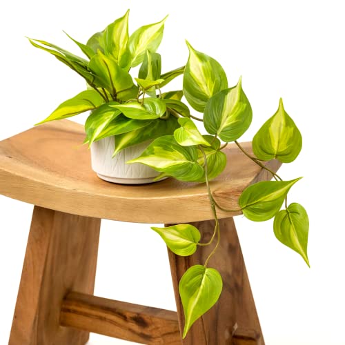 Kurrajong Farmhouse ArtificialTrailing Ivy pothos Plant with White Ceramic Pot | Light Green Faux Ivy Plant with White Pot | Shelf Decor Fake Plant