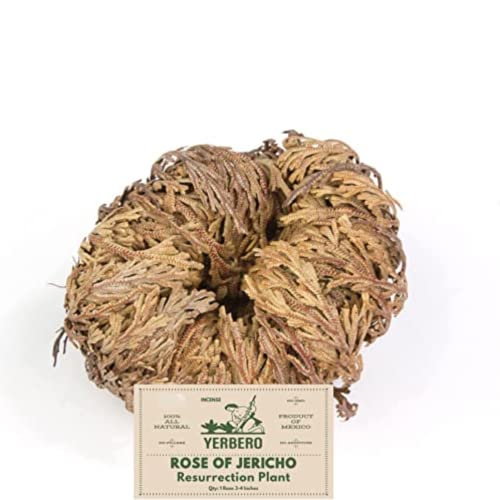 Yerbero - Jumbo Rose of Jericho Dried Flower 3.5'' - 6'' | Selaginella Lepidophylla | Resurrection Plant | Jumbo Size Dried Rose | Abundance, Prosperity, Sacred Rose, Doradilla Plant | 3.5'' - 6''