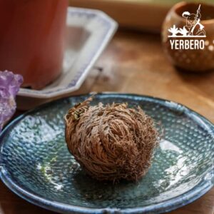 Yerbero - Jumbo Rose of Jericho Dried Flower 3.5'' - 6'' | Selaginella Lepidophylla | Resurrection Plant | Jumbo Size Dried Rose | Abundance, Prosperity, Sacred Rose, Doradilla Plant | 3.5'' - 6''