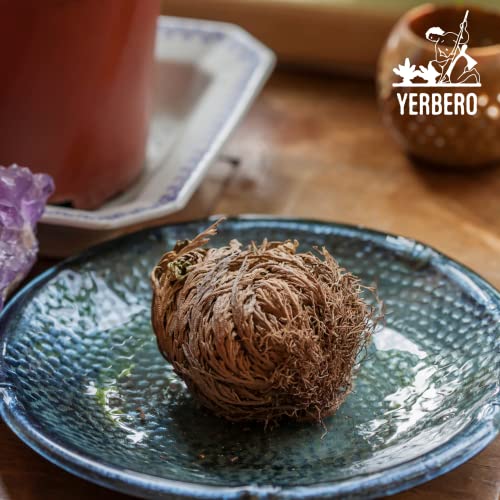 Yerbero - Jumbo Rose of Jericho Dried Flower 3.5'' - 6'' | Selaginella Lepidophylla | Resurrection Plant | Jumbo Size Dried Rose | Abundance, Prosperity, Sacred Rose, Doradilla Plant | 3.5'' - 6''