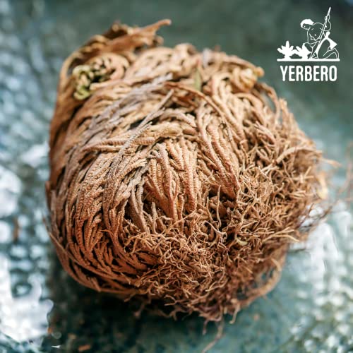 Yerbero - Jumbo Rose of Jericho Dried Flower 3.5'' - 6'' | Selaginella Lepidophylla | Resurrection Plant | Jumbo Size Dried Rose | Abundance, Prosperity, Sacred Rose, Doradilla Plant | 3.5'' - 6''